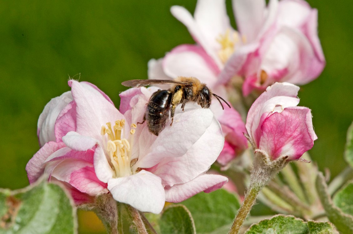 Understanding the importance of wild pollinators to orchard crop ...